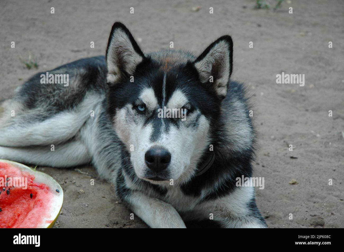 Husky safe our watermelon Stock Photo - Alamy