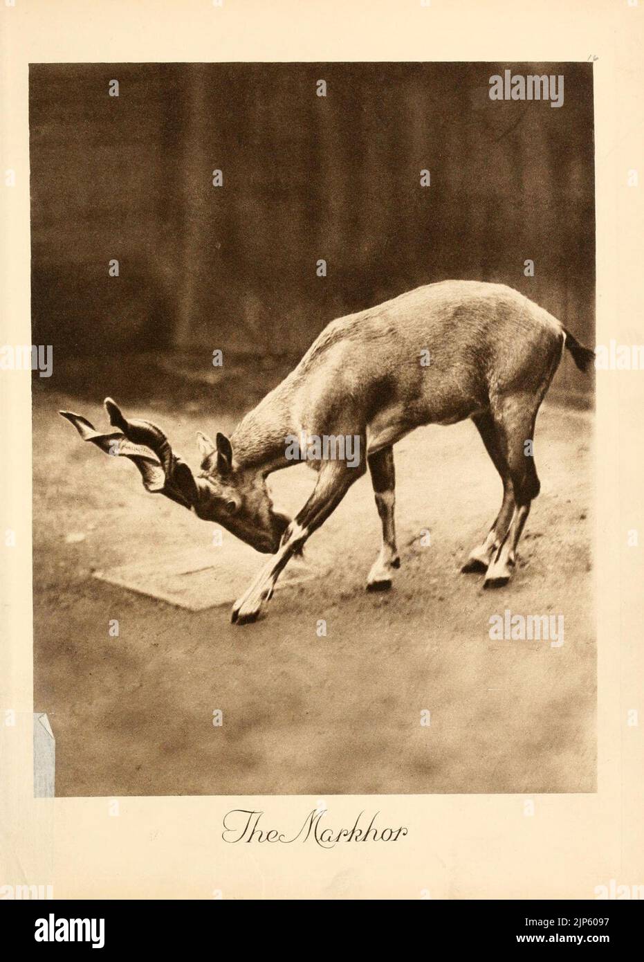 The markhor. portraits at the zoo. 1915 Stock Photo - Alamy