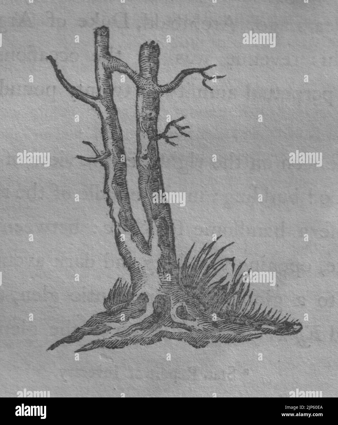 The Marriage Tree Stock Photo - Alamy