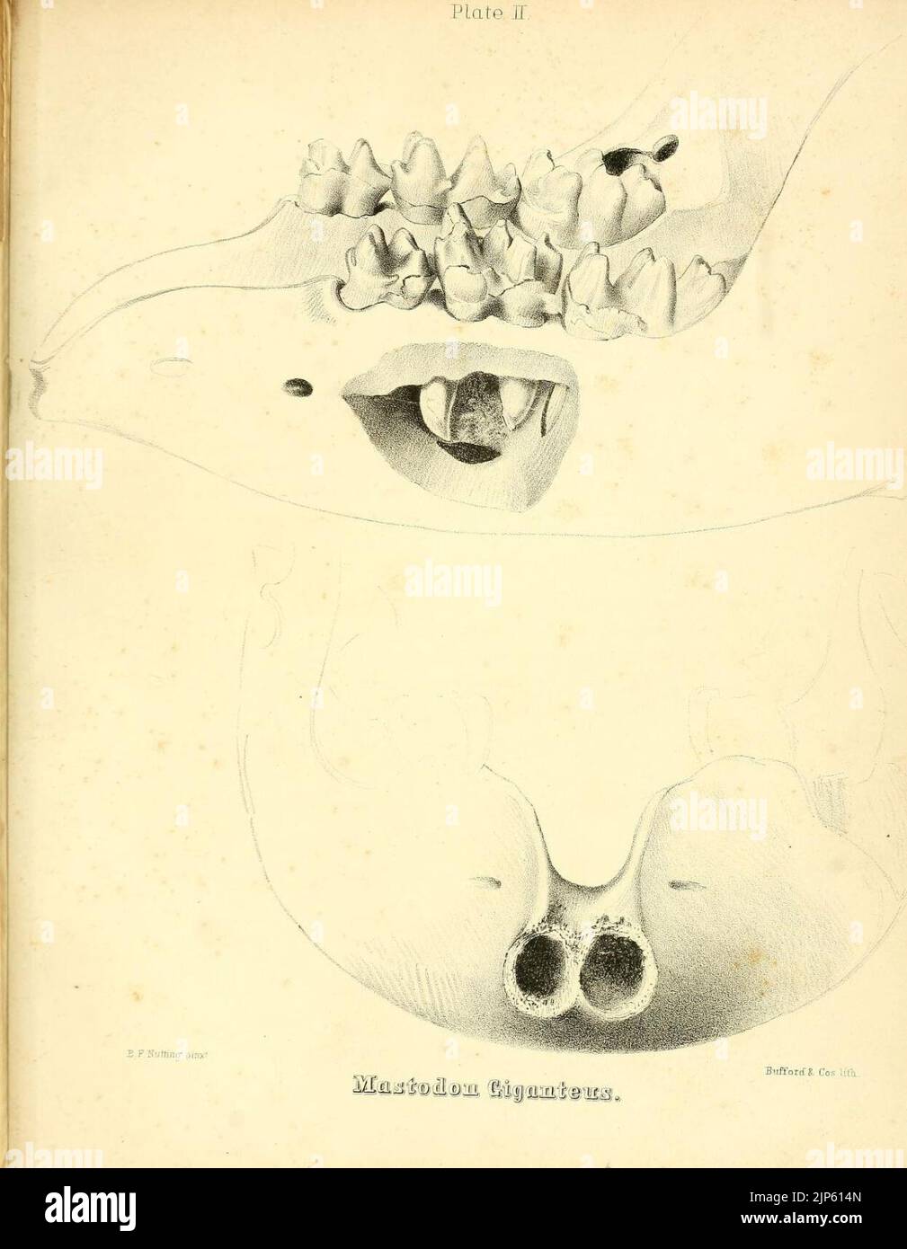 The Mastodon giganteus of North America (Plate II) (8134833985 Stock ...
