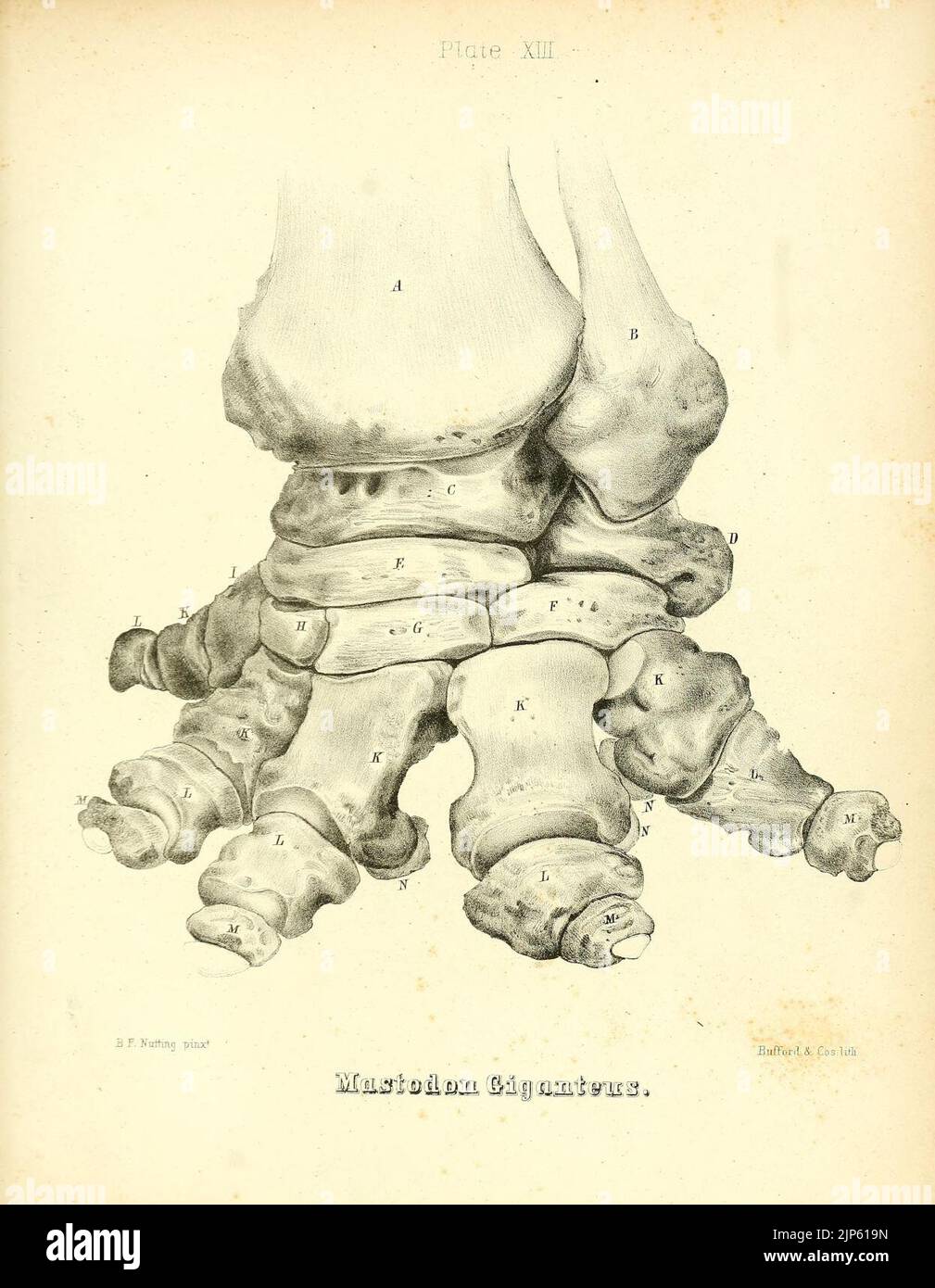 The Mastodon giganteus of North America (Plate XIII Stock Photo - Alamy