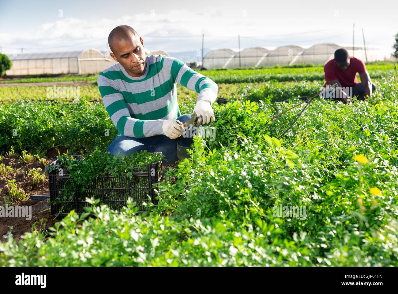 Latin american worker harvesting parsley on farm plantation Stock Photo ...
