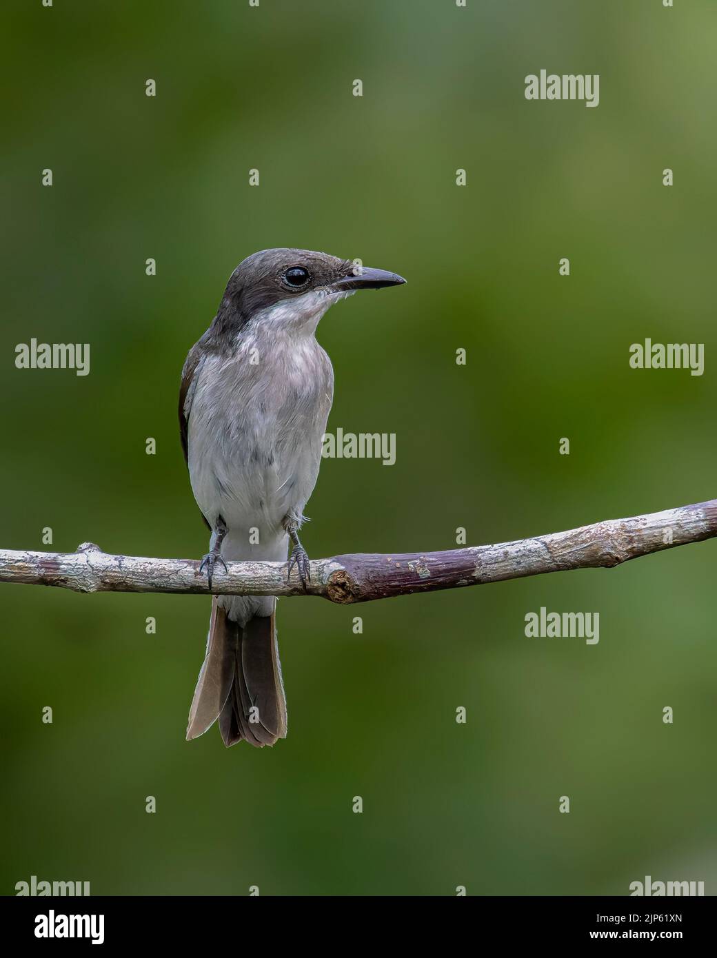 Black winged shrike flycatcher hi-res stock photography and images - Alamy