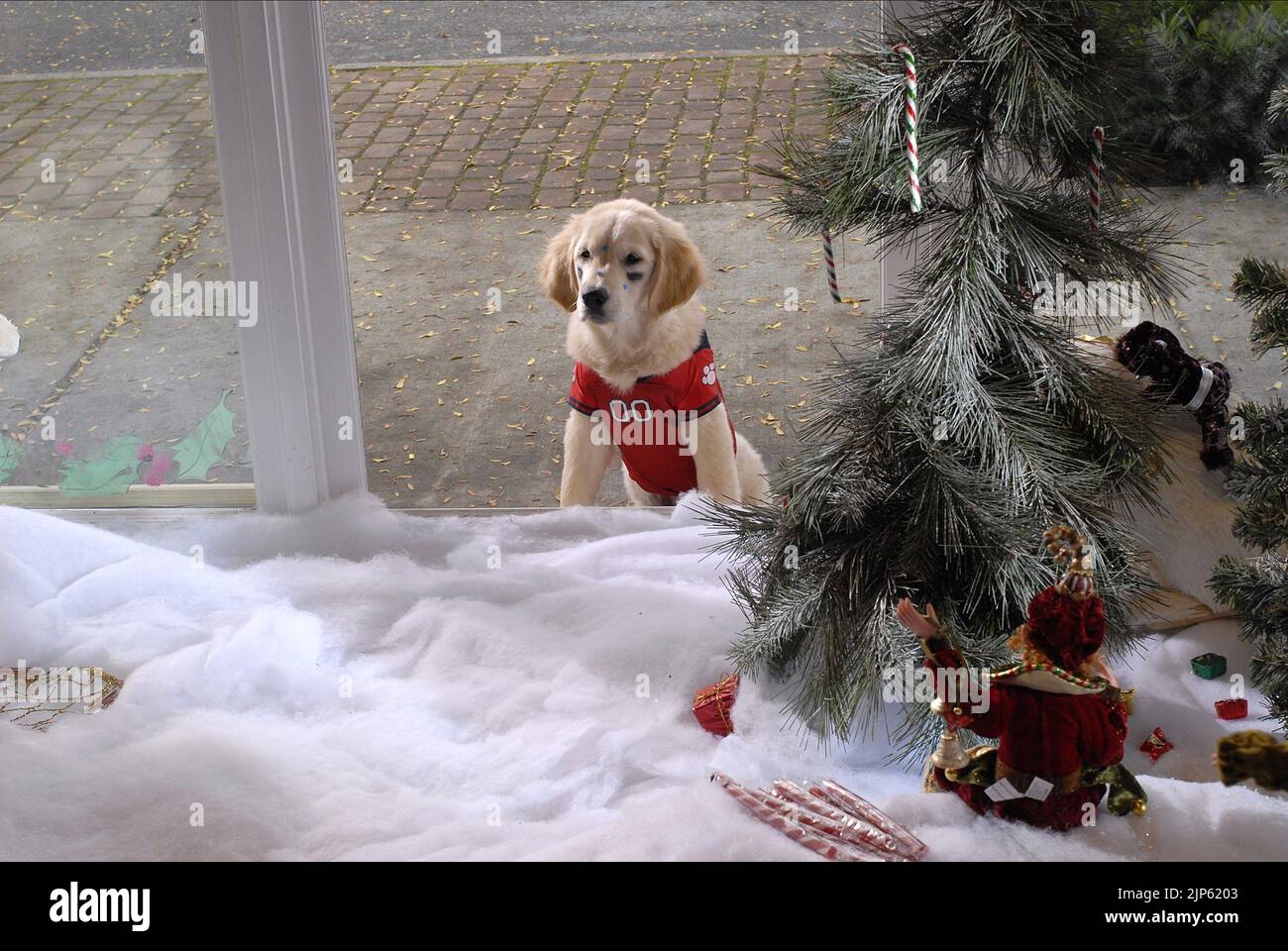 SANTA PAWS, SANTA BUDDIES, 2009 Stock Photo - Alamy
