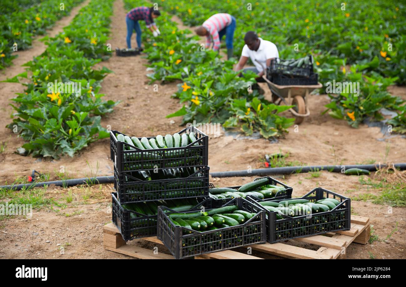 Green courgettes in boxes on background with farmworkers Stock Photo ...