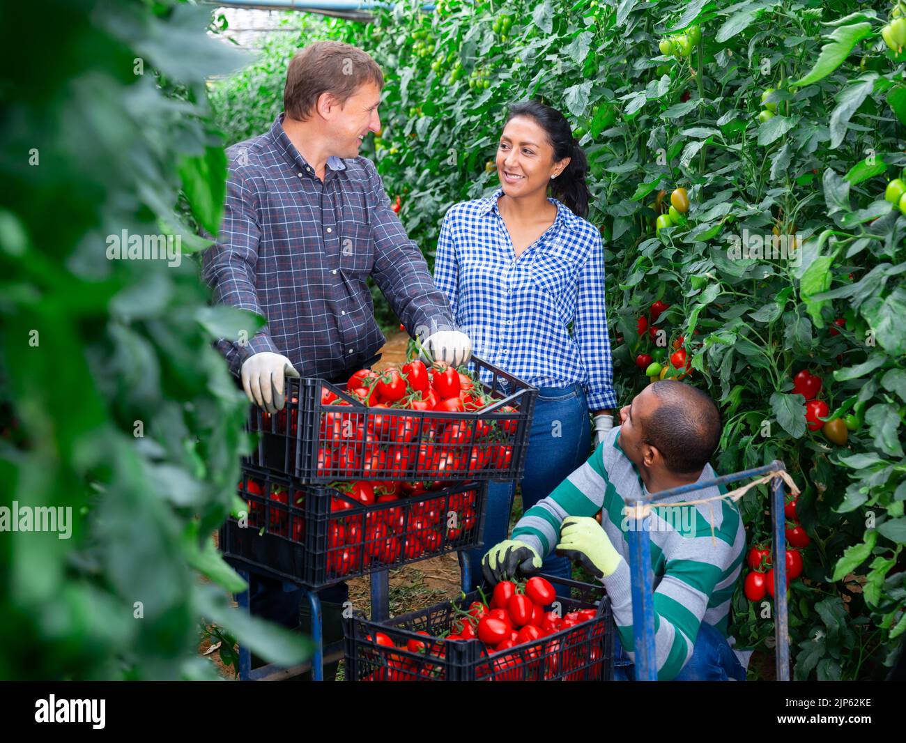 Communication of farmers after harvesting red tomatoes in greenhouse ...