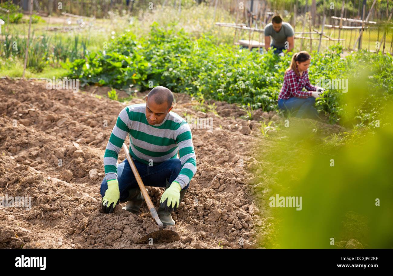 Worker cultivates garden beds with hoe Stock Photo - Alamy