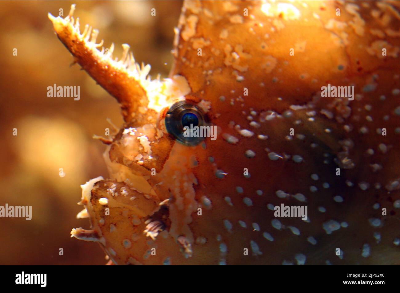 Sargassum fish hi-res stock photography and images - Alamy