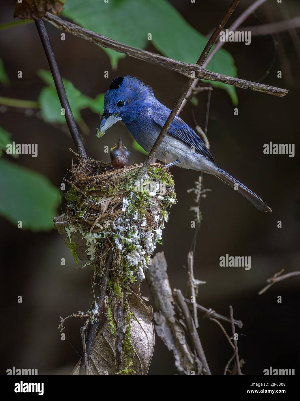 A vertical shot of an adorable blue monarch bird in a nest with its ...