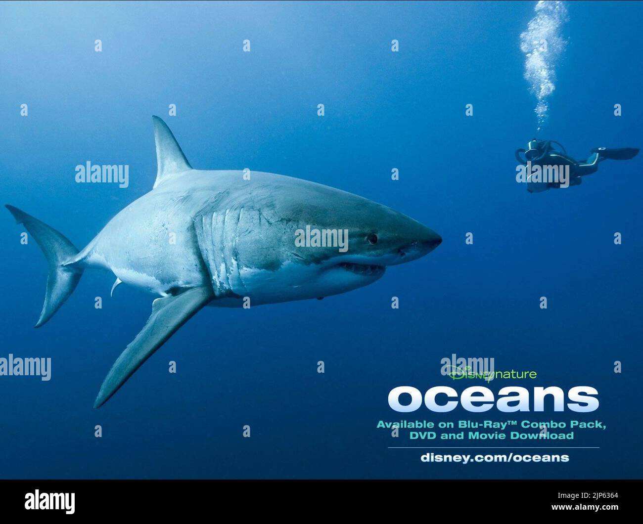 GREAT WHITE SHARK, DIVER POSTER, OCEANS, 2009 Stock Photo - Alamy