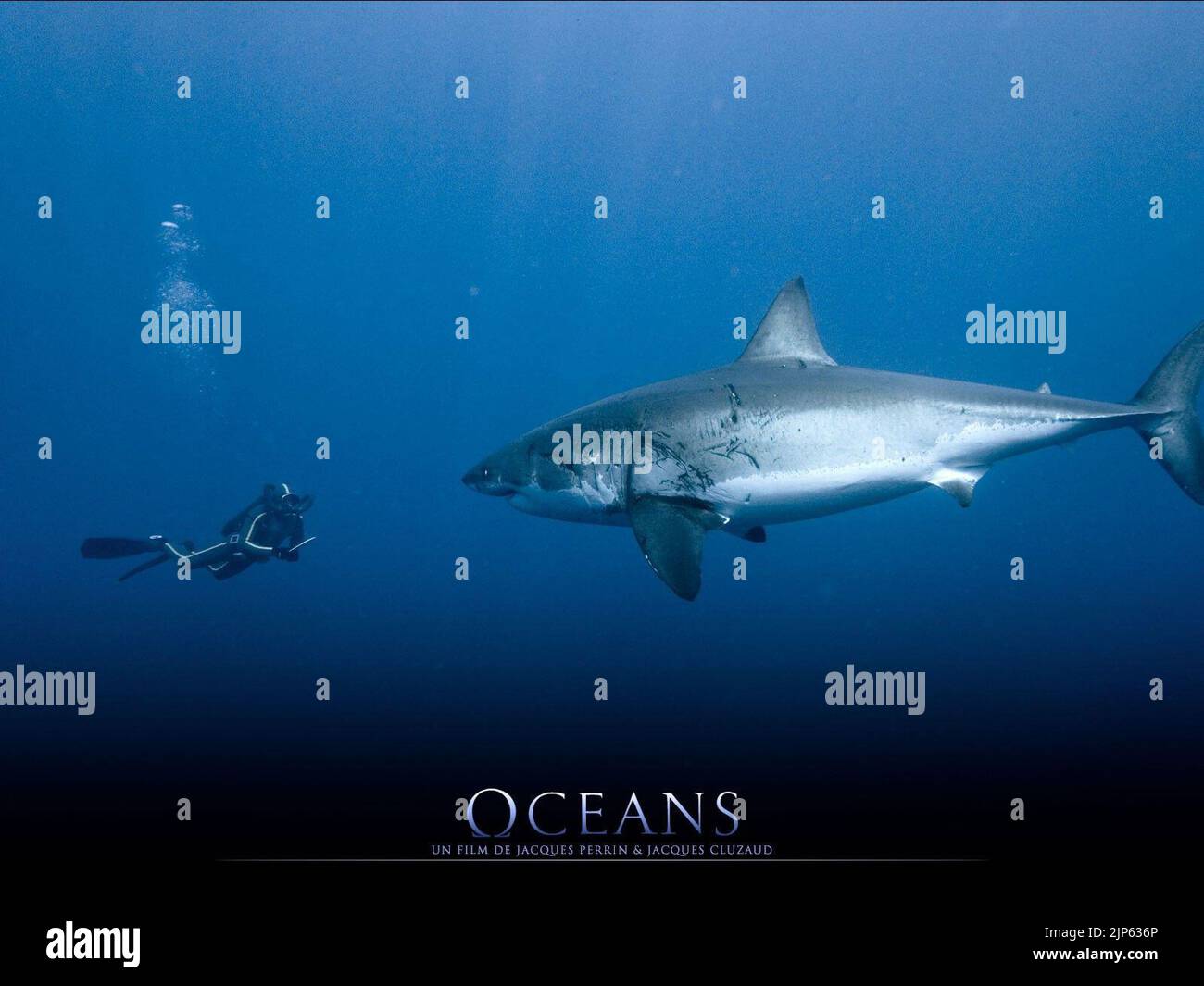 DIVER, GREAT WHITE SHARK POSTER, OCEANS, 2009 Stock Photo - Alamy