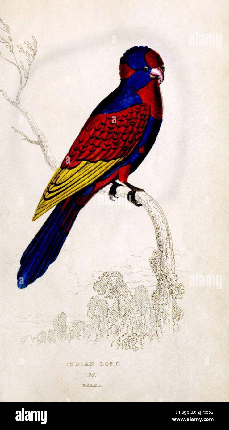 The miscellany of natural history (14644476279 Stock Photo - Alamy