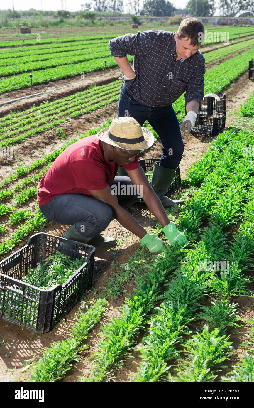 Angry farmers meeting hi-res stock photography and images - Alamy
