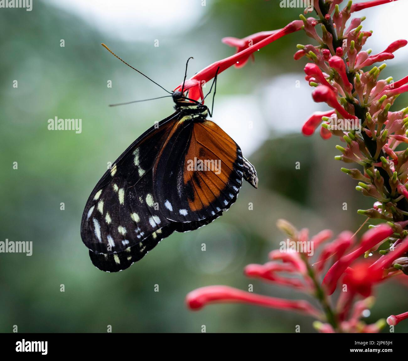 White spots abdomen hi-res stock photography and images - Alamy