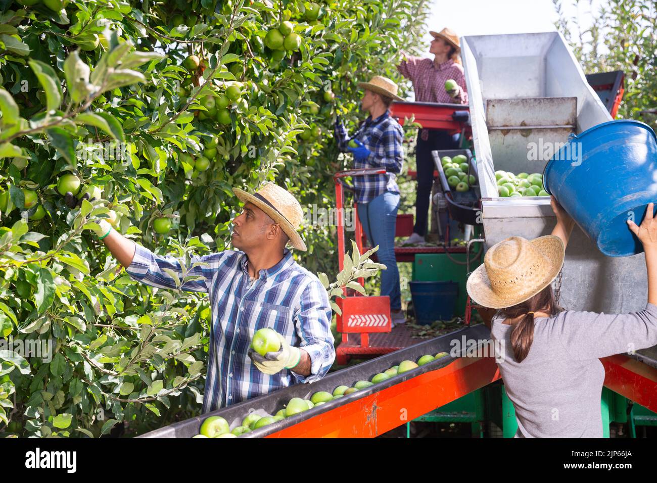 Workers harvesting ripe apples using sorting machine Stock Photo - Alamy Workers harvesting ripe apples using sorting machine Stock Photo - Alamy
