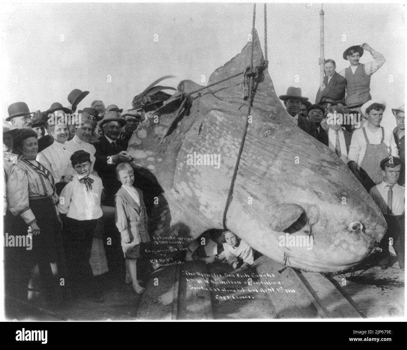 The monster sun fish caught by W.N. McMillan of E. Africa, at Santa ...