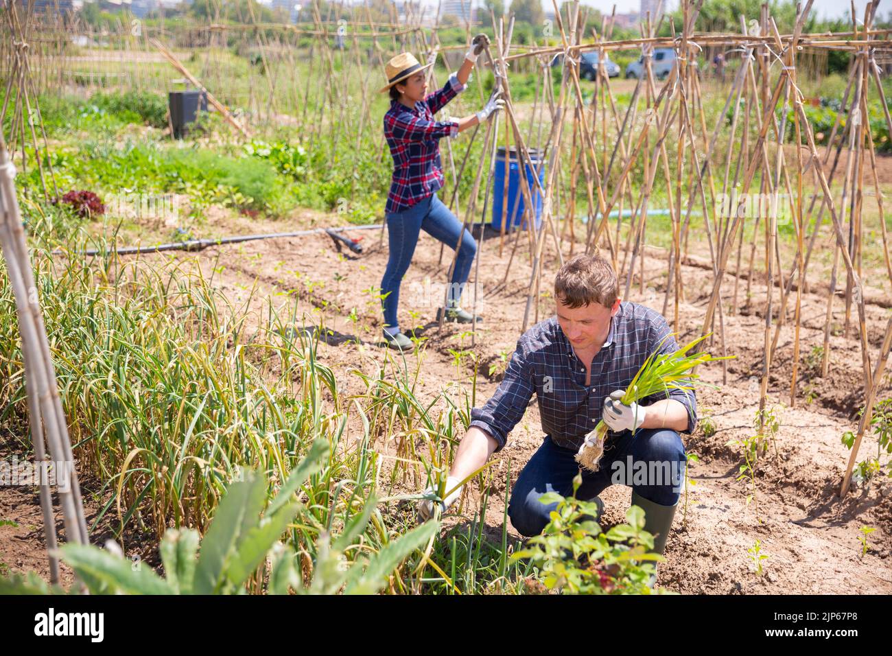 Portrait of positive hired worker on farm field Stock Photo - Alamy