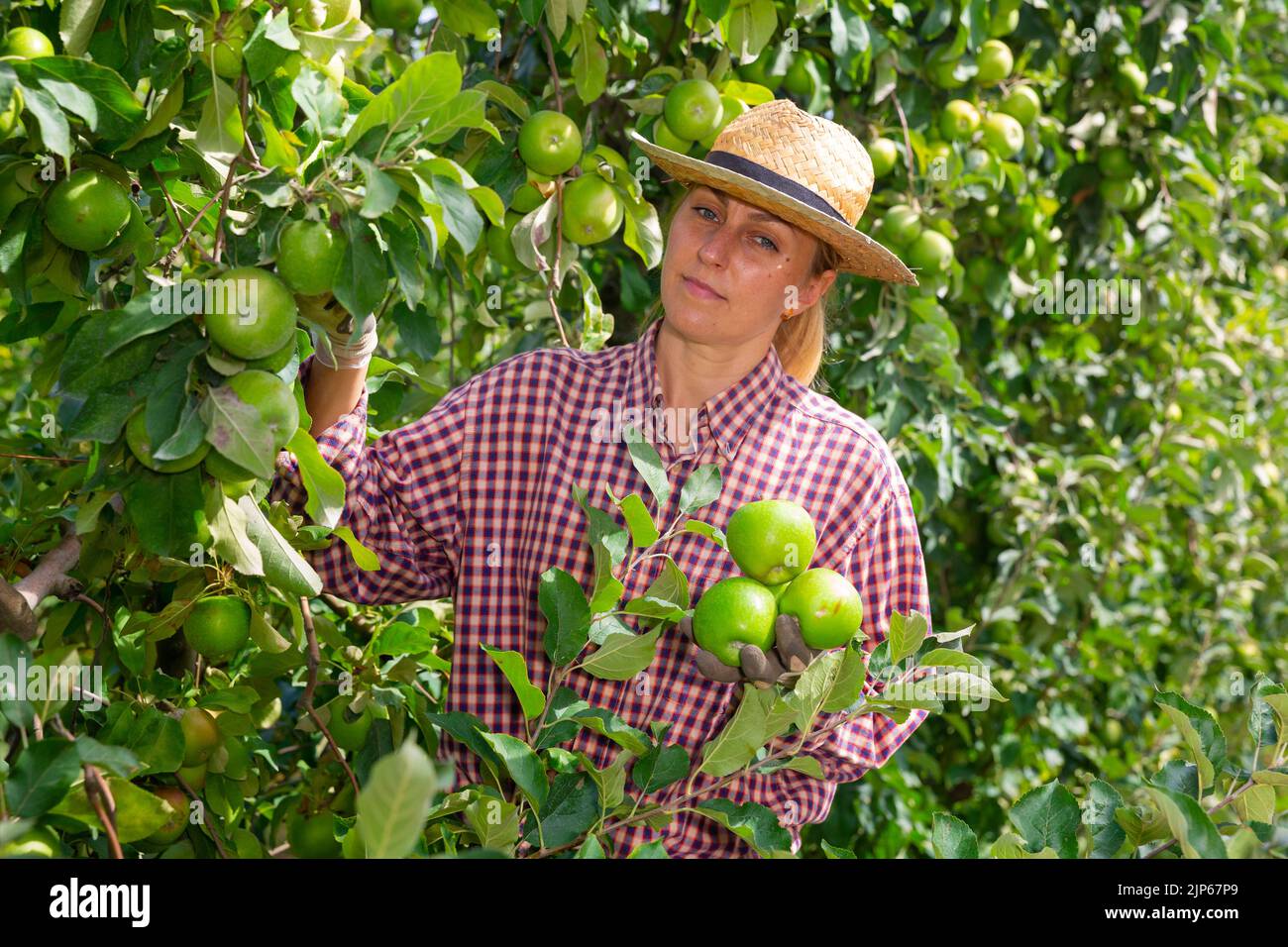 Farm workers picking green apples in garden Stock Photo - Alamy