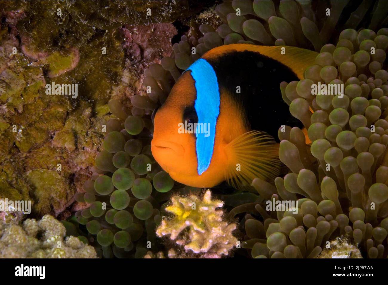 CLOWNFISH, OCEANS, 2009 Stock Photo - Alamy