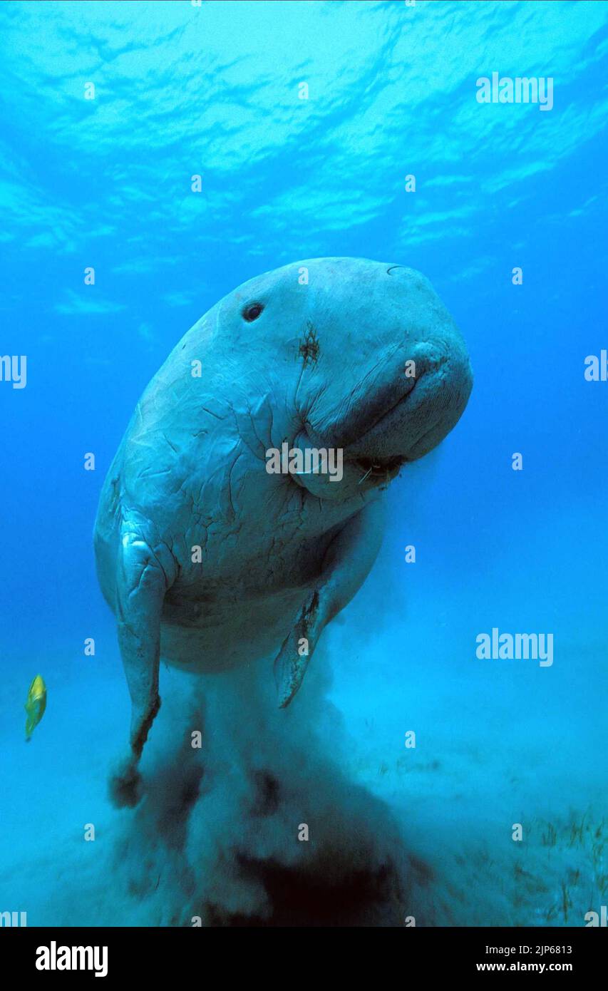Dugong animal hi-res stock photography and images - Alamy