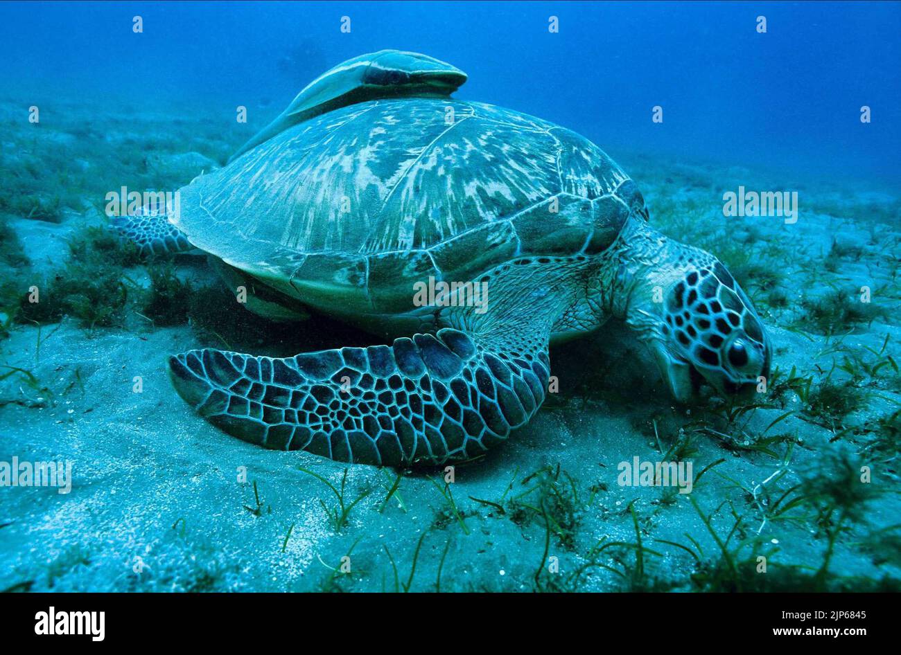Turtle green screen hi-res stock photography and images - Alamy