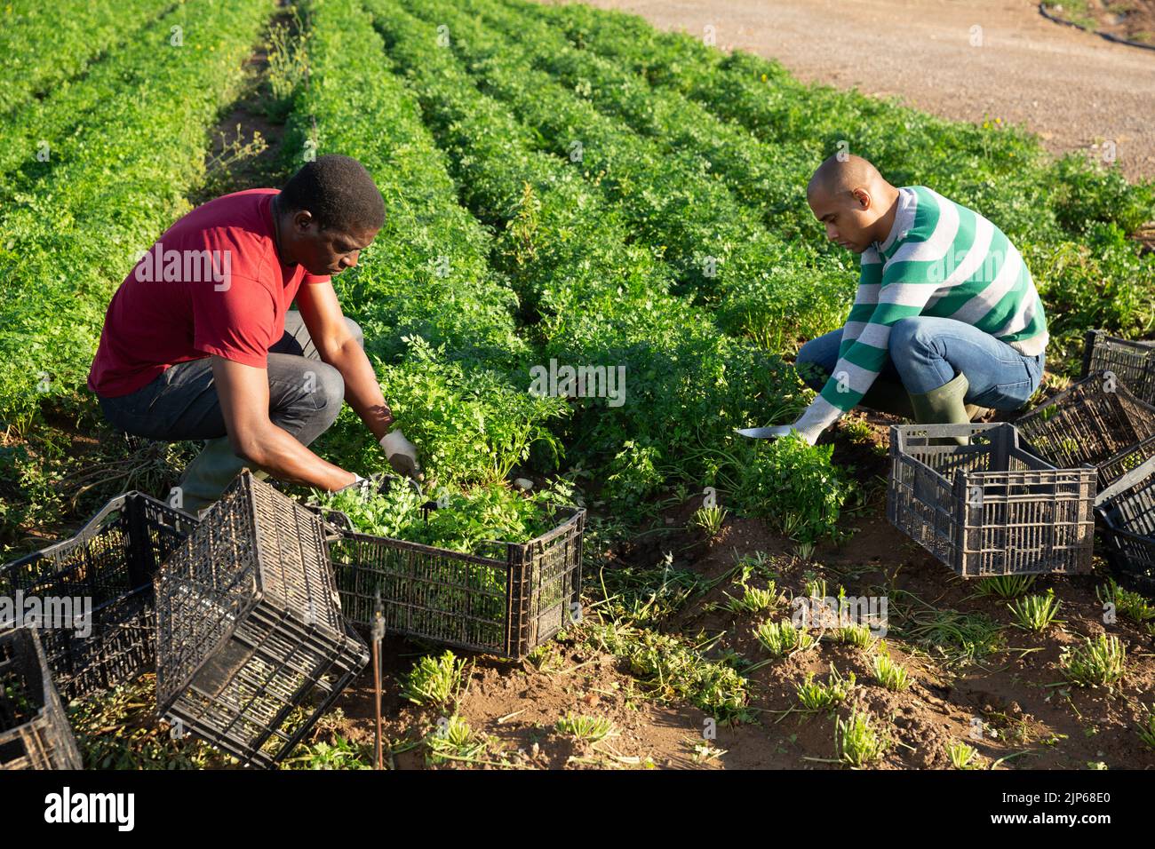Farm workers gathering young parsley on plantation Stock Photo - Alamy
