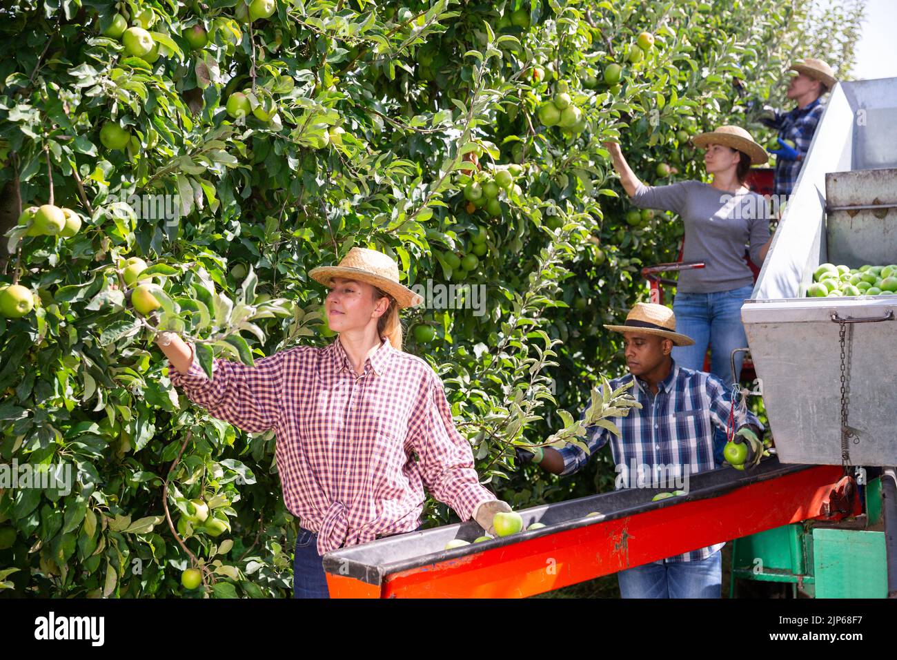 Workers harvesting ripe apples using sorting machine Stock Photo - Alamy Workers harvesting ripe apples using sorting machine Stock Photo - Alamy