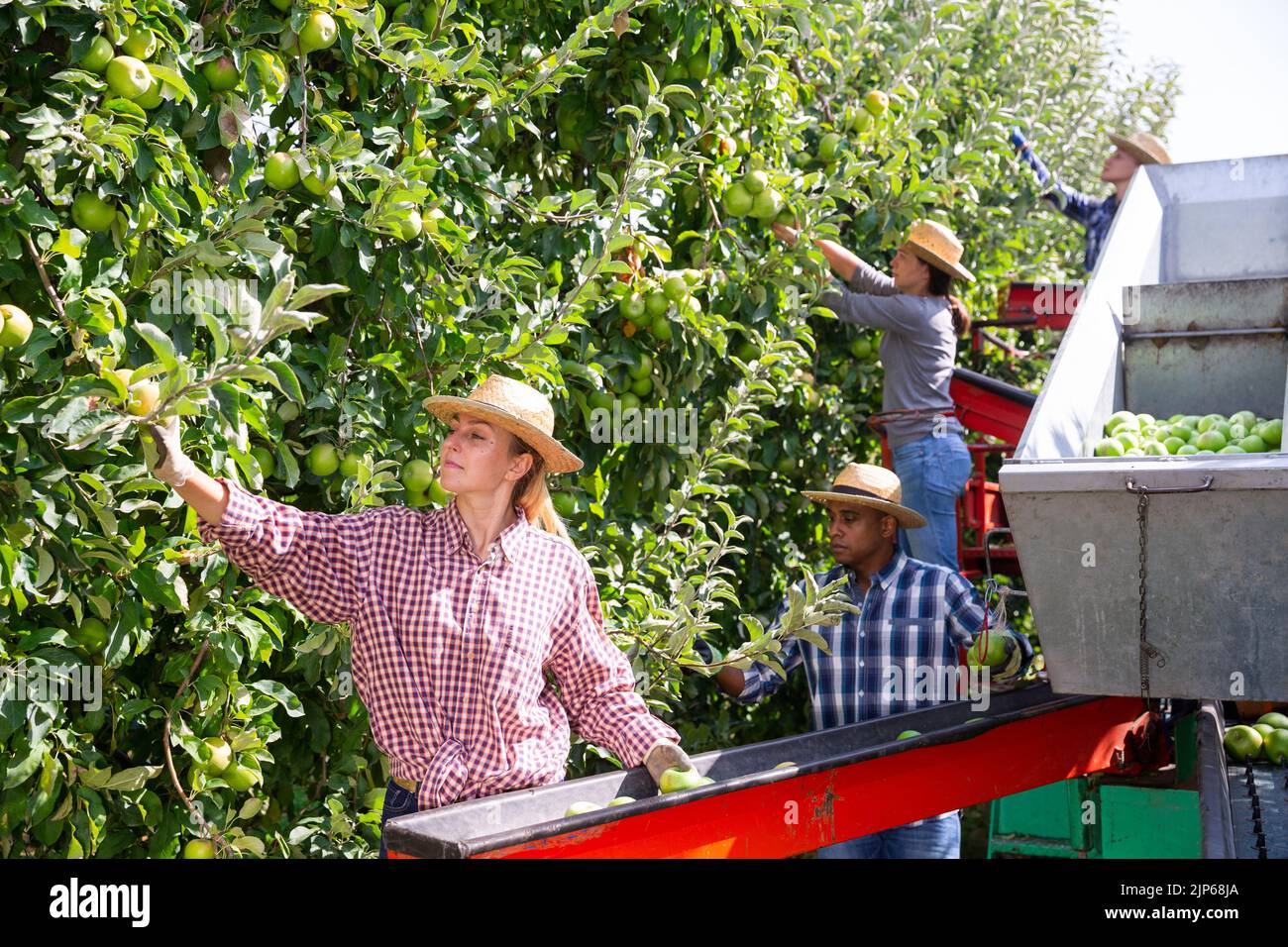 Collecting ripe apples in professional sorting platform Stock Photo - Alamy