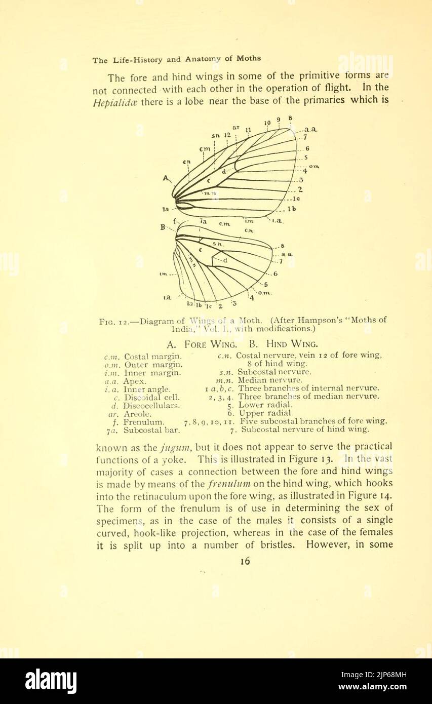 The moth book (Page 16 Stock Photo - Alamy