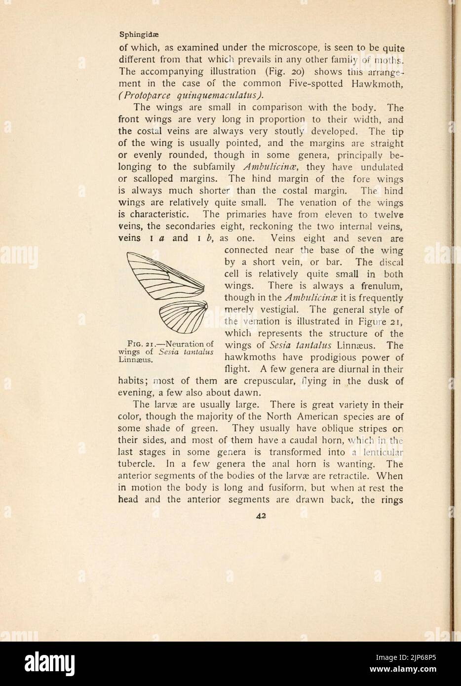 The moth book (Page 42 Stock Photo - Alamy