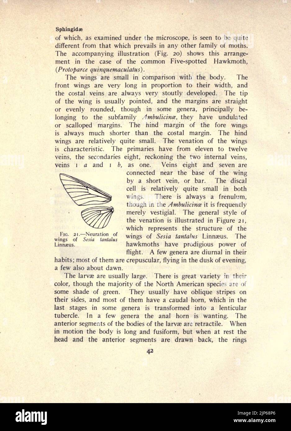 The moth book (Page 42, Fig. 21 Stock Photo - Alamy