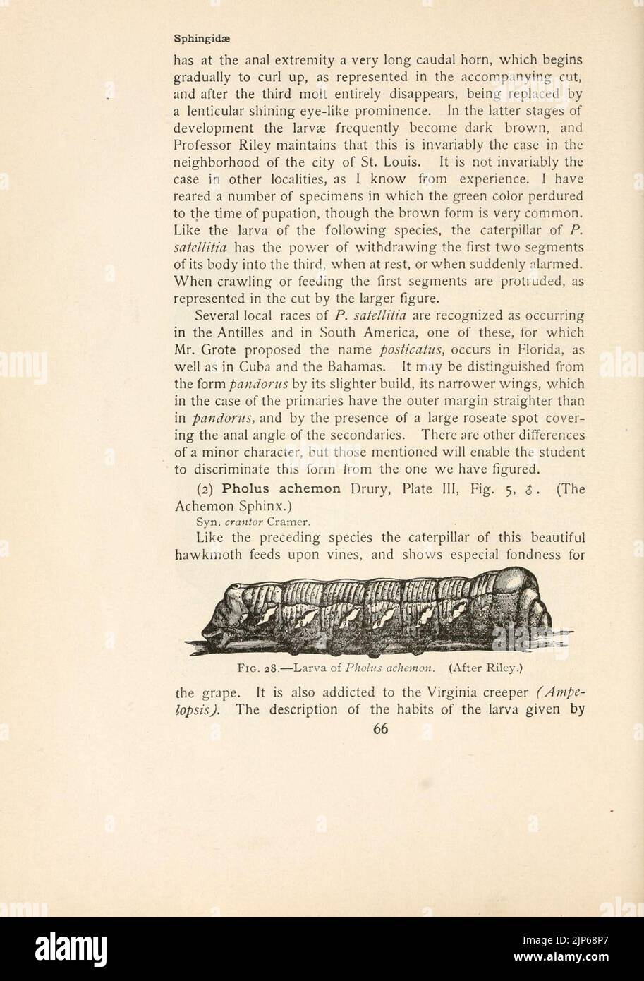 The moth book (Page 66 Stock Photo - Alamy