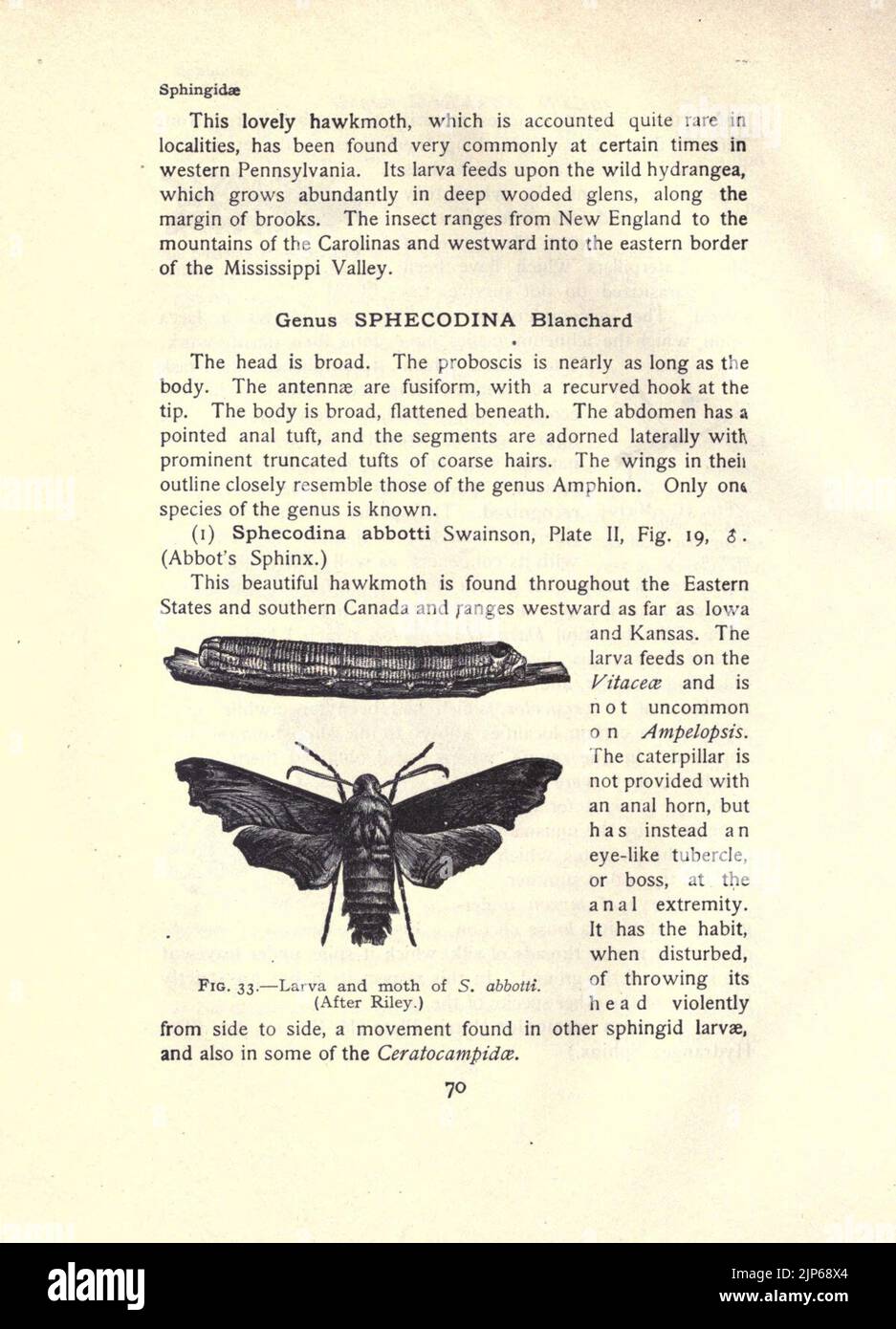 The moth book (Page 70, Fig. 33 Stock Photo - Alamy