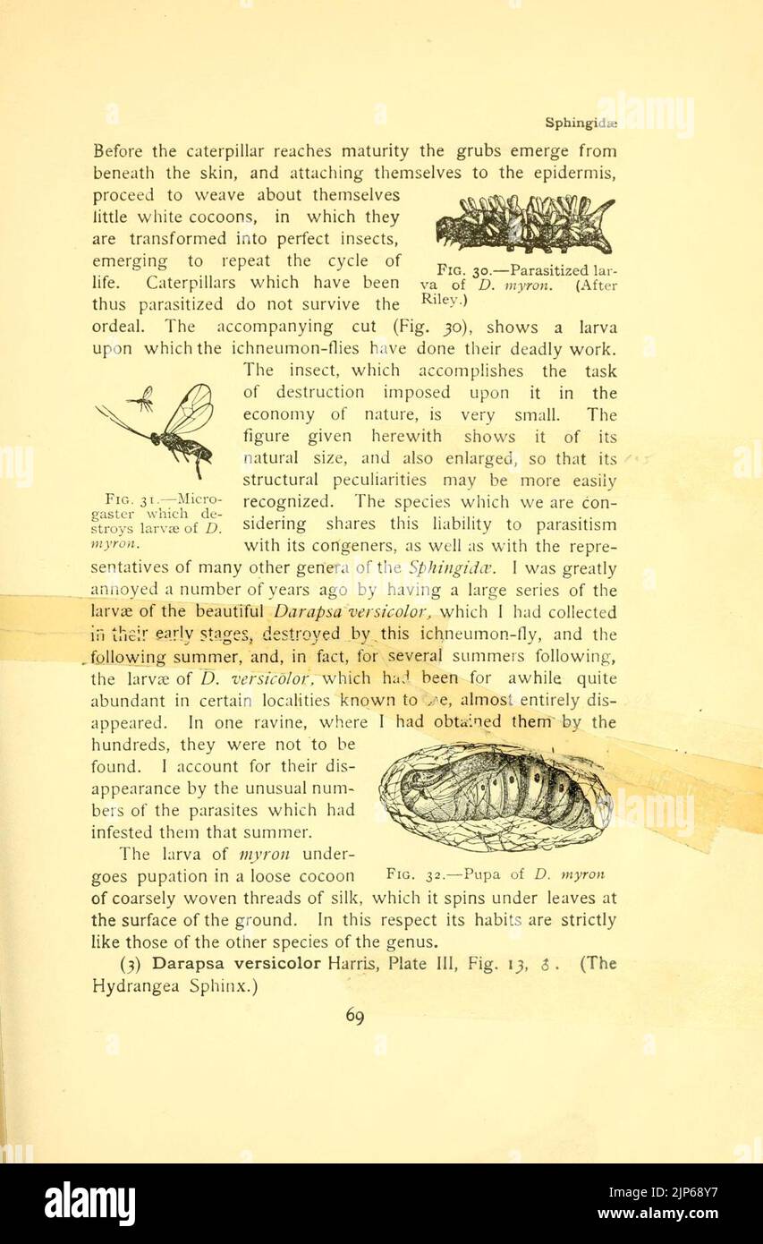 The moth book (Page 69 Stock Photo - Alamy
