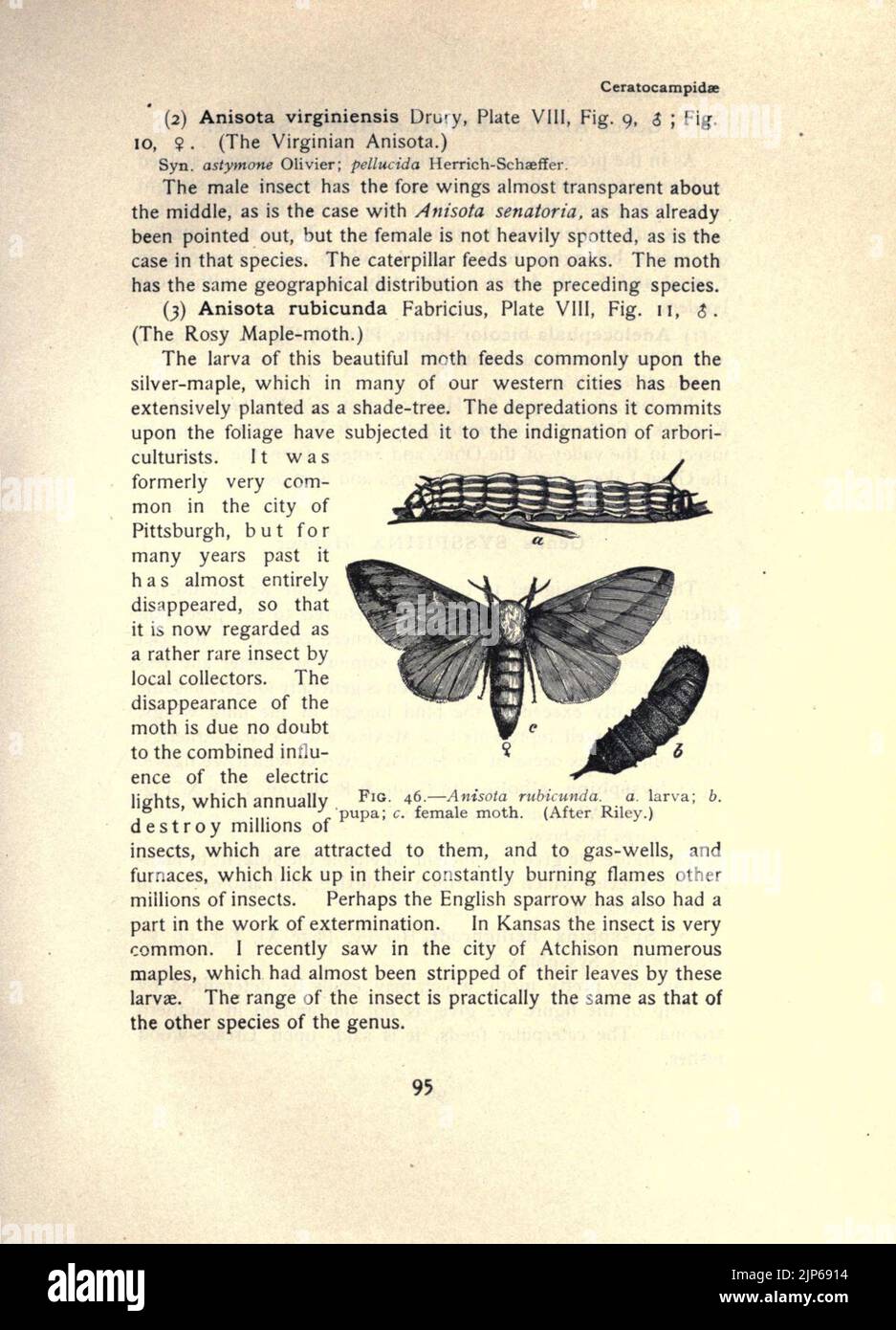 The moth book (Page 95, Fig. 46 Stock Photo - Alamy