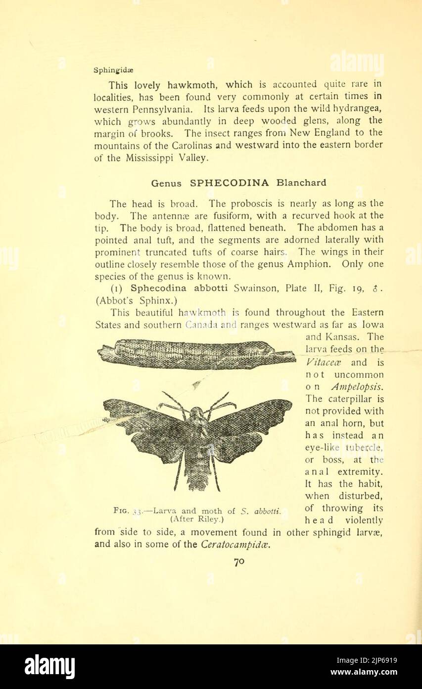 The moth book (Page 70 Stock Photo - Alamy