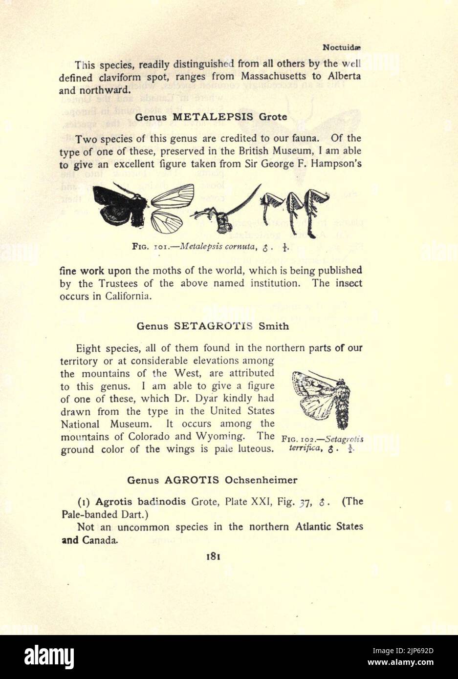 The moth book (Page 181, Figs. 101-102 Stock Photo - Alamy