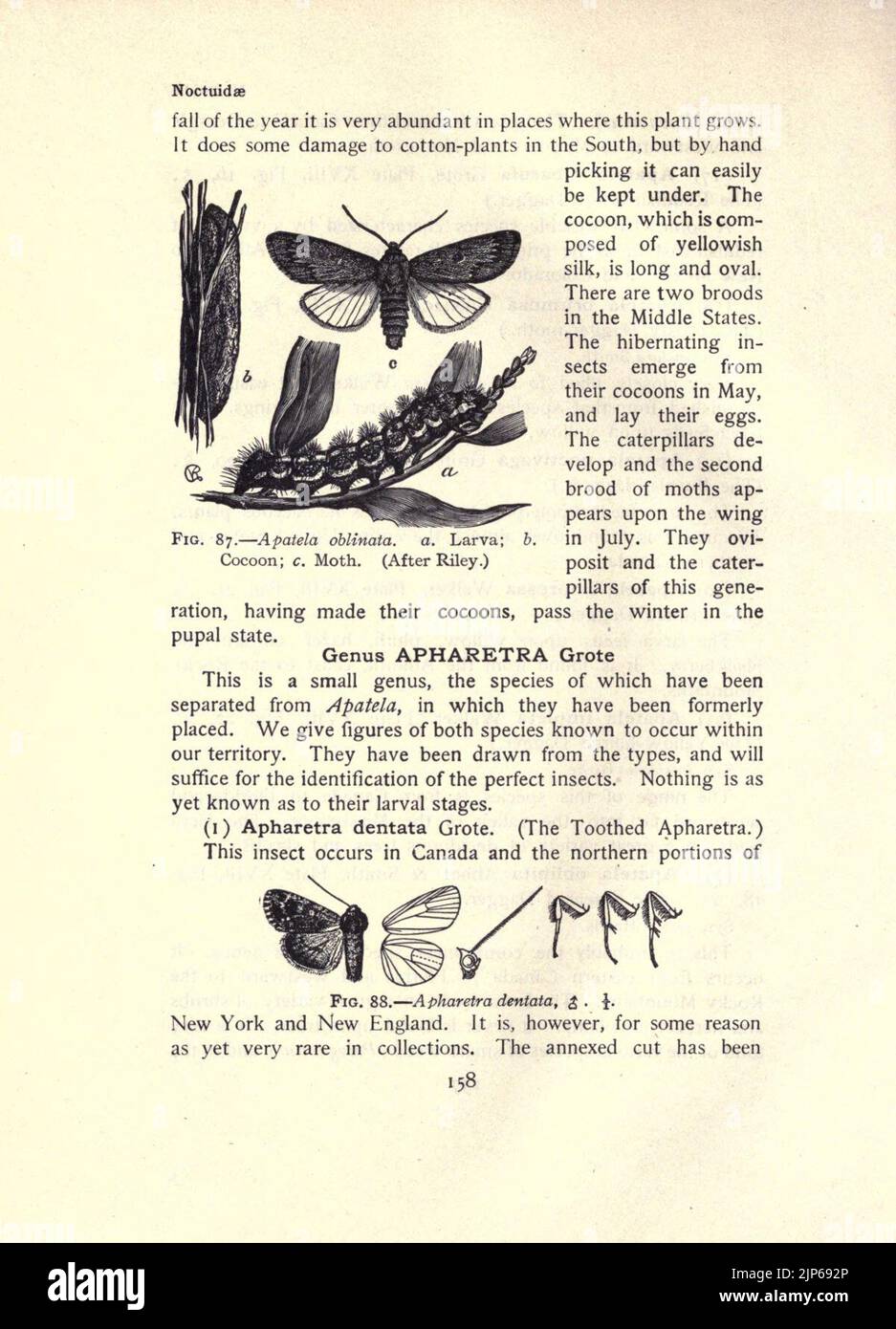 The moth book (Page 158, Figs. 87-88 Stock Photo - Alamy