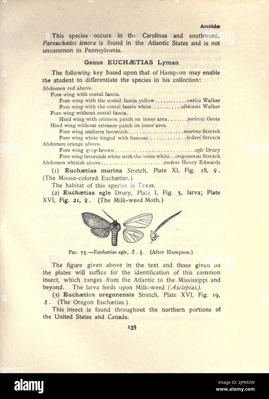 The moth book (Page 135, Fig. 75 Stock Photo - Alamy