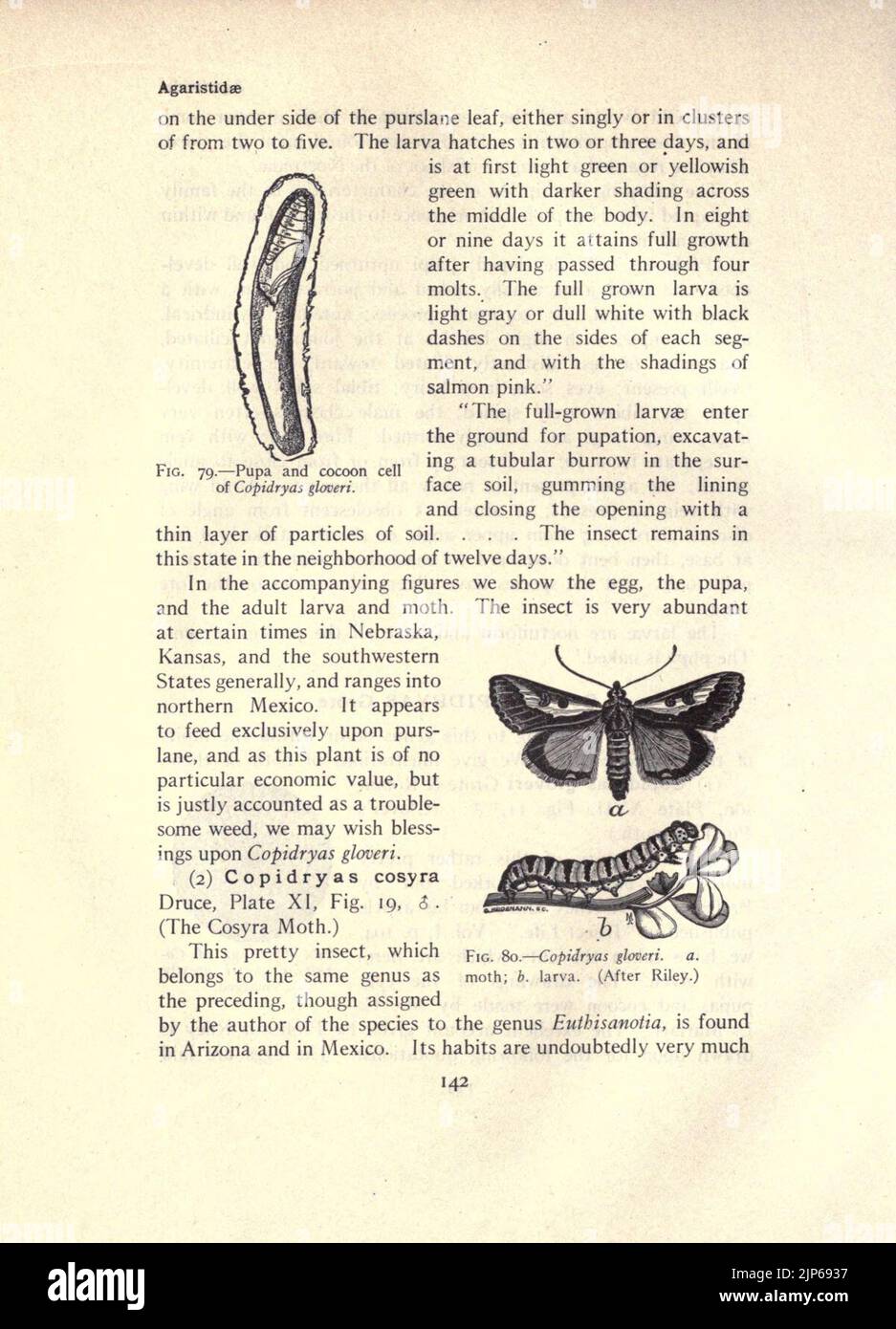 The moth book (Page 142, Figs. 79-80 Stock Photo - Alamy