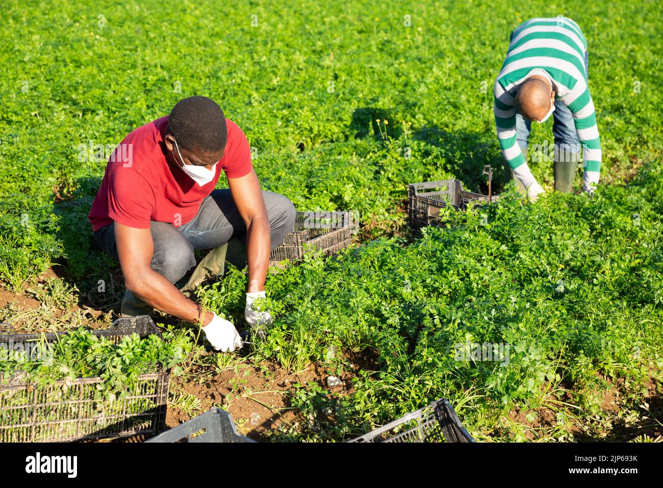 Farm workers in disposable masks harvesting parsley on field Stock ...