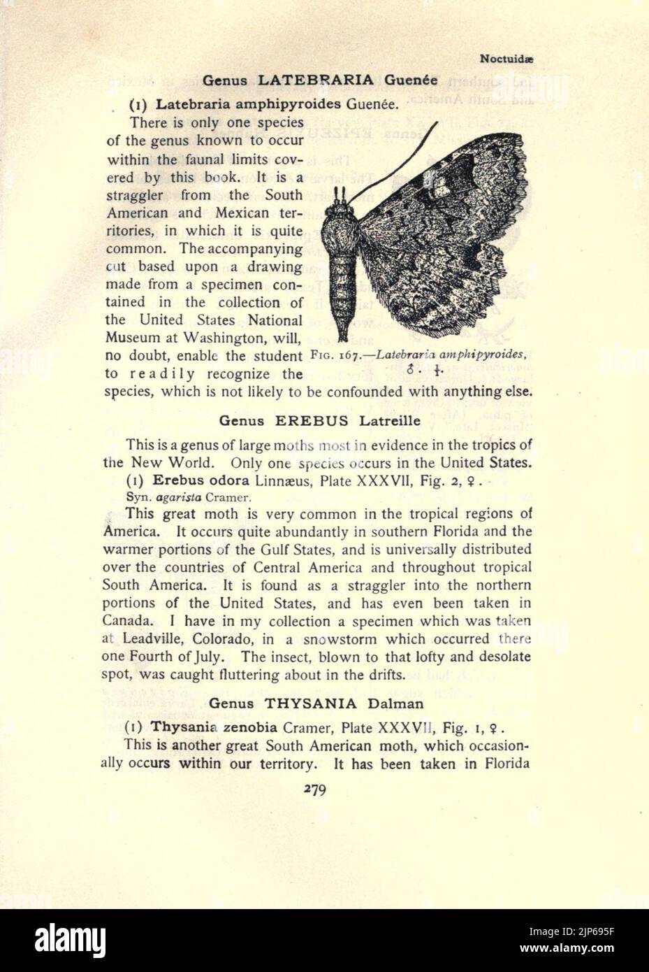The moth book (Page 279, Fig. 167 Stock Photo - Alamy