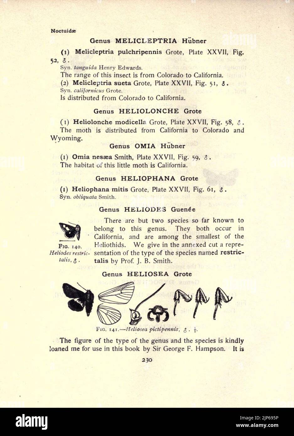 The moth book (Page 230, Figs. 140-141 Stock Photo - Alamy