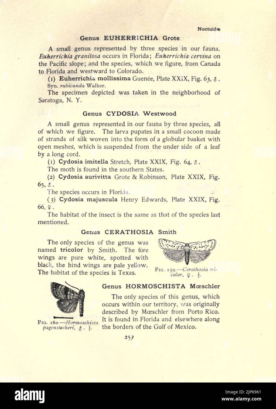 The moth book (Page 253, Figs. 159-160 Stock Photo - Alamy