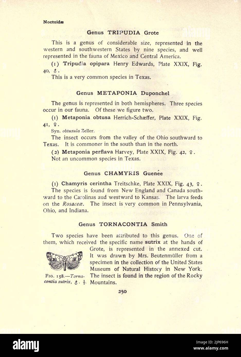 The moth book (Page 250, Fig. 158 Stock Photo - Alamy