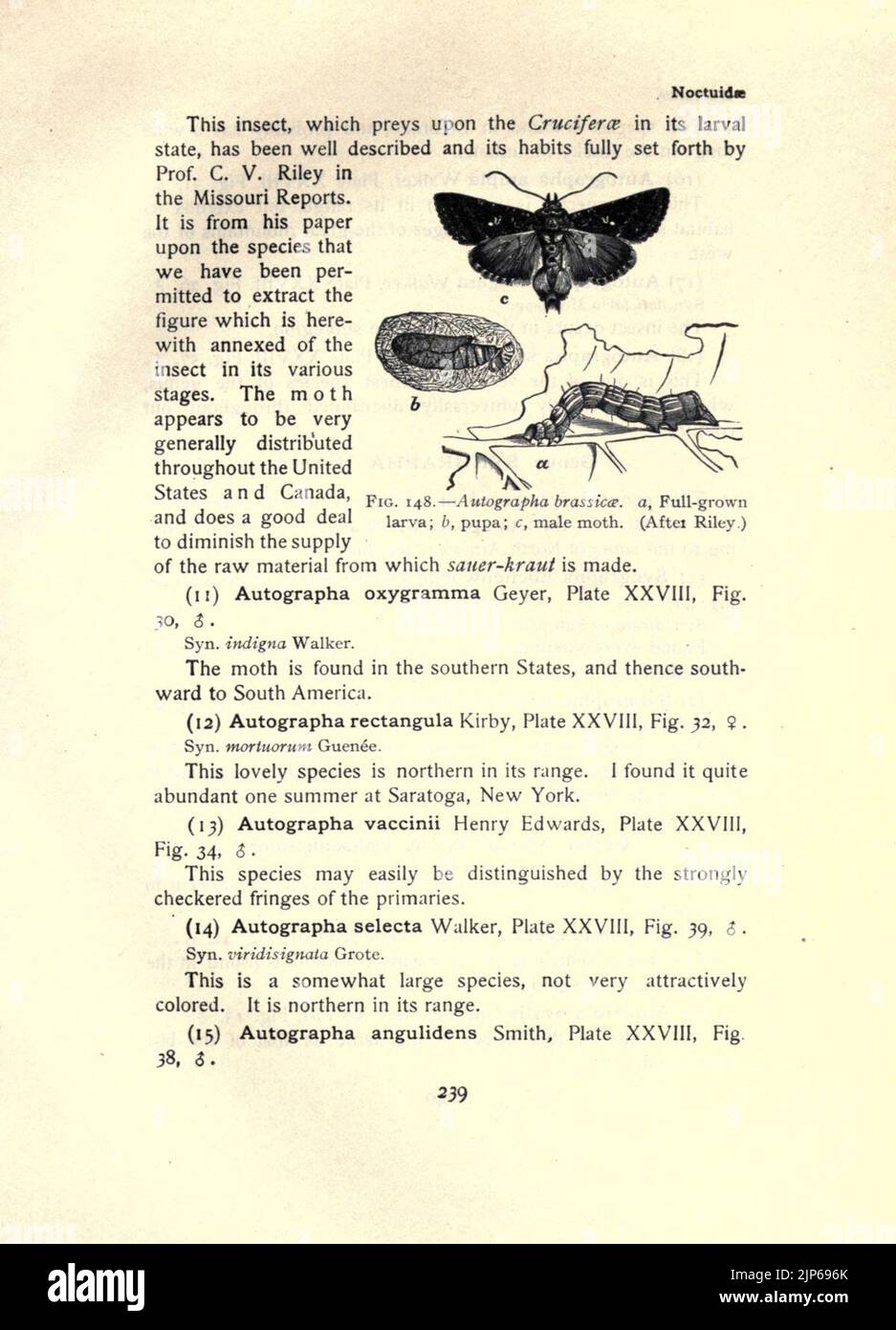 The moth book (Page 239, Fig. 148 Stock Photo - Alamy