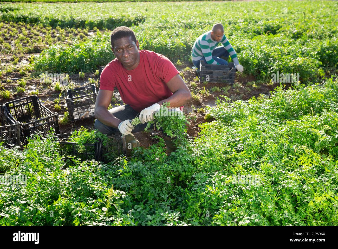 African american farmer picking crop of leaf parsley Stock Photo - Alamy