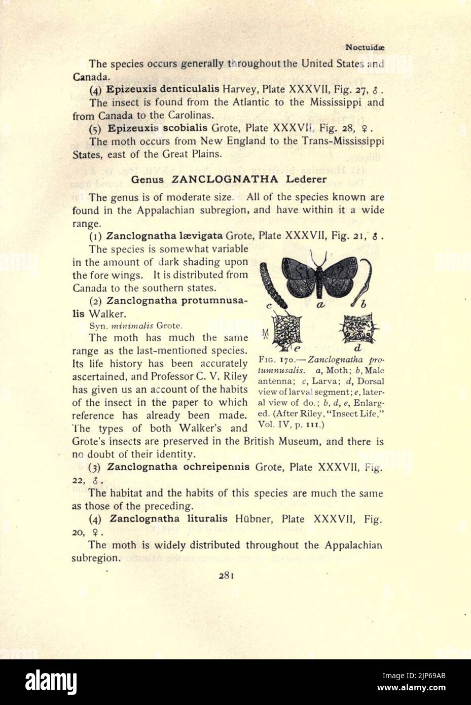 The moth book (Page 281, Fig. 170 Stock Photo - Alamy