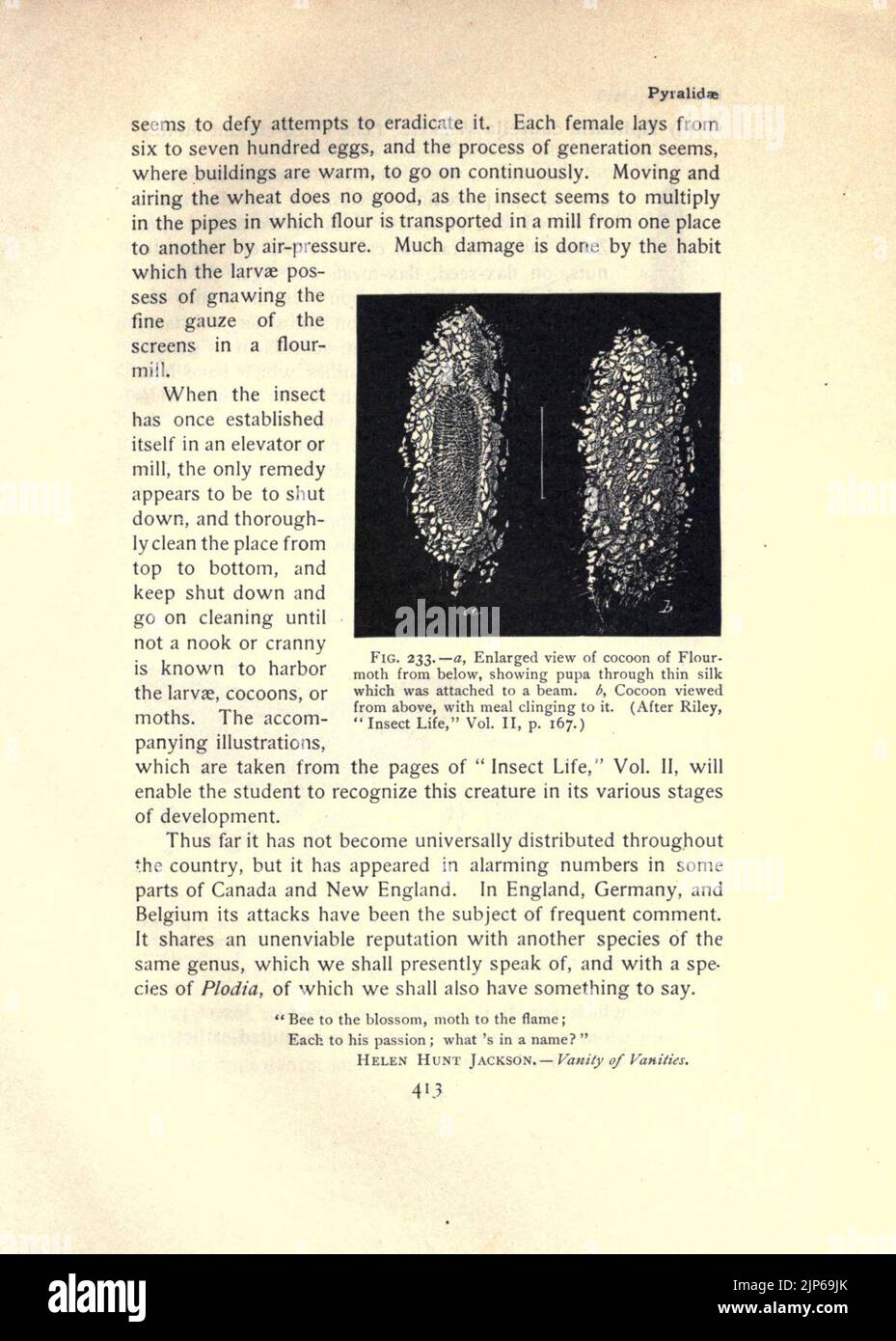 The moth book (Page 413, Fig. 233 Stock Photo - Alamy