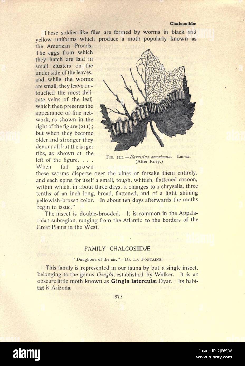 The moth book (Page 373, Fig. 211 Stock Photo - Alamy